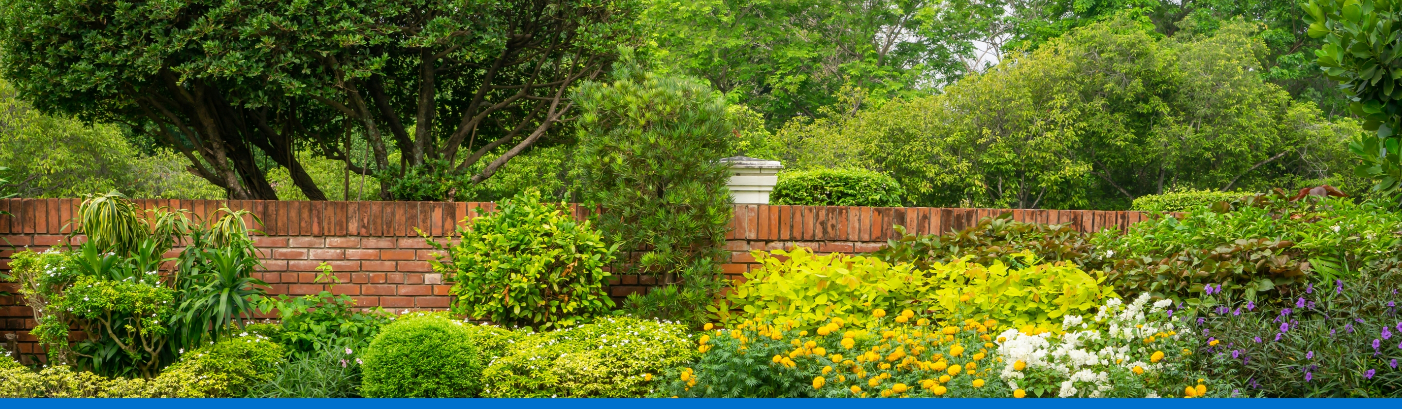 Conoce los tipos de arbustos para jardines y terrazas | Homecenter